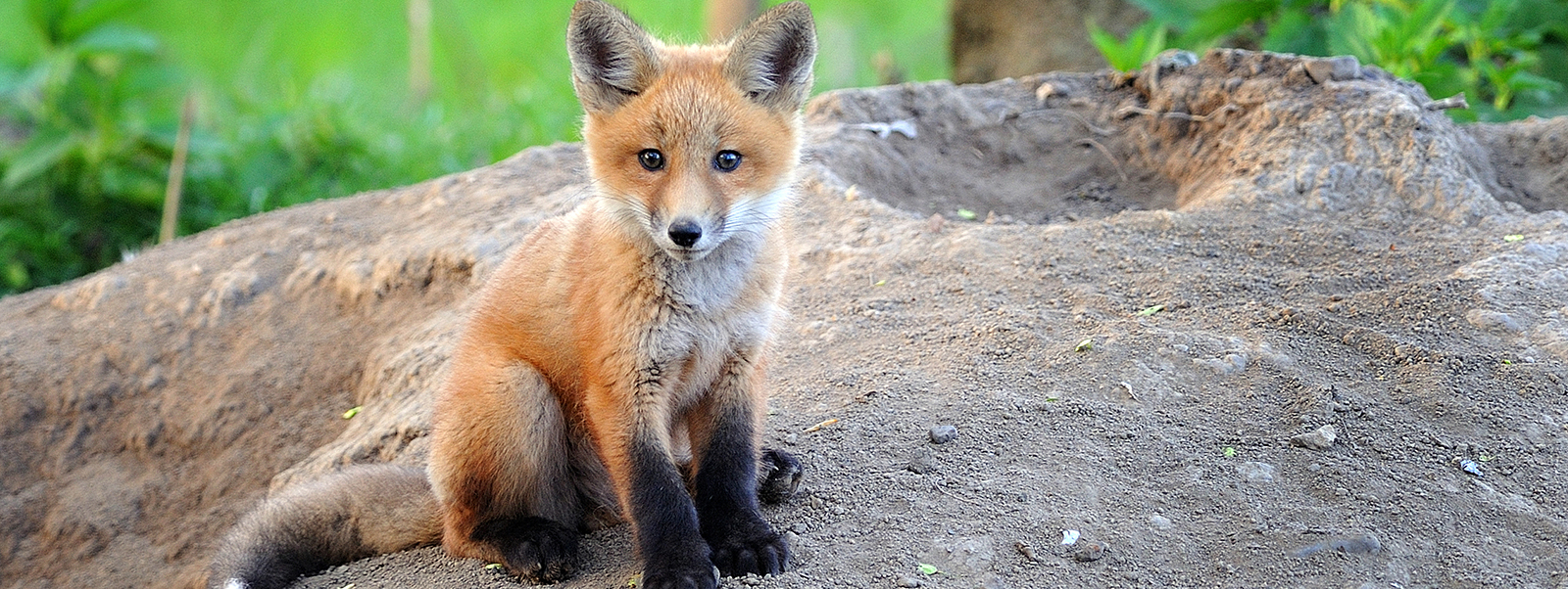 Vossen – Bont voor Dieren