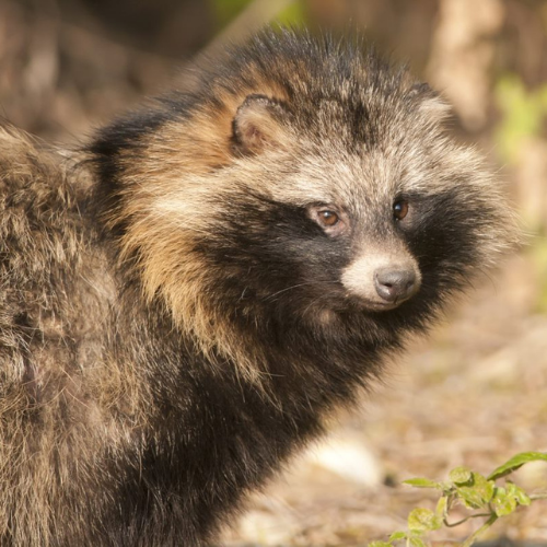 Wasbeerhond – Bont voor Dieren