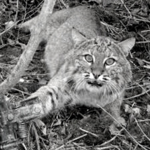 Rode lynx – Bont voor Dieren