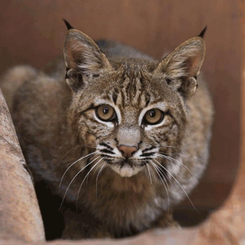 Rode lynx – Bont voor Dieren